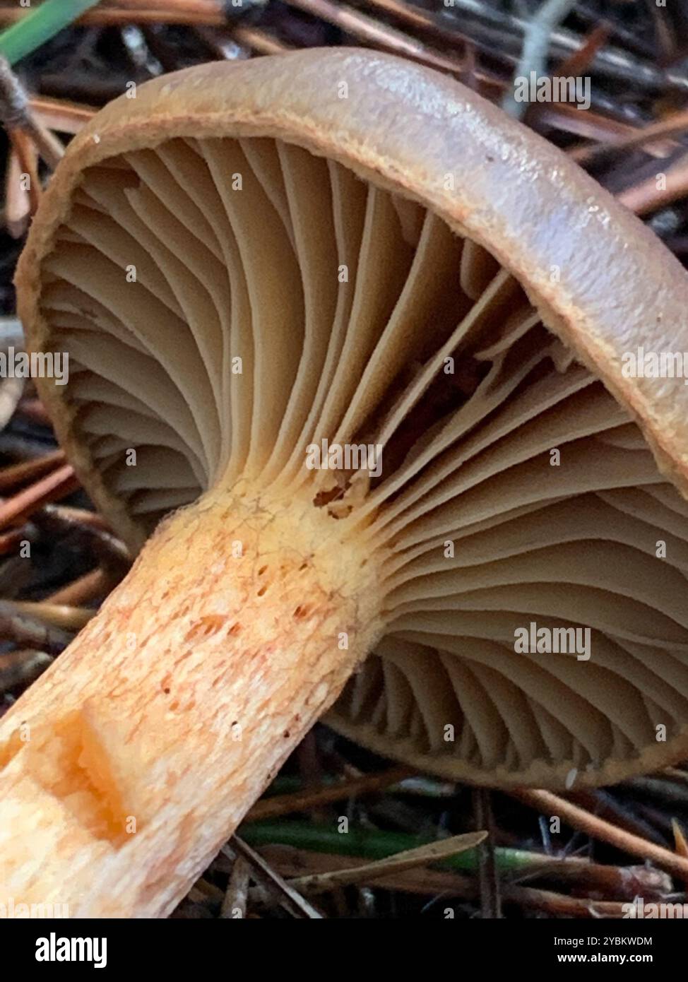 Pine Spikes (Chroogomphus vinicolor) Fungi Stock Photo - Alamy