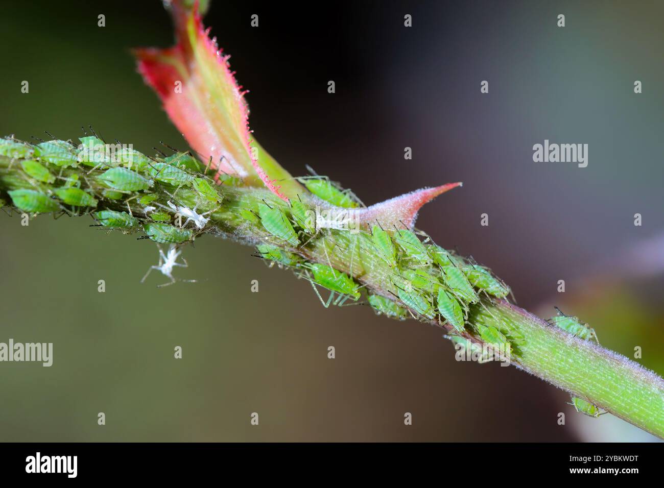 Greenfly aphids on rose shoot Stock Photo - Alamy
