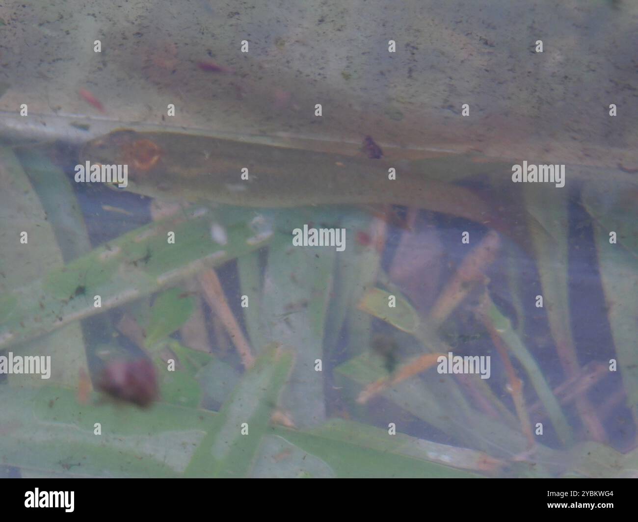 Golden Topminnow (Fundulus chrysotus) Actinopterygii Stock Photo - Alamy