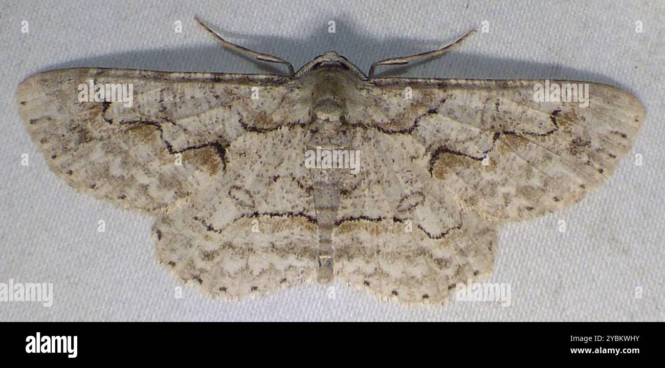 Brown-shaded Gray (Iridopsis defectaria) Insecta Stock Photo - Alamy