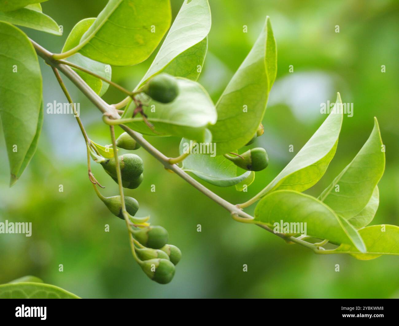 Scrambling clerodendrum hi-res stock photography and images - Alamy