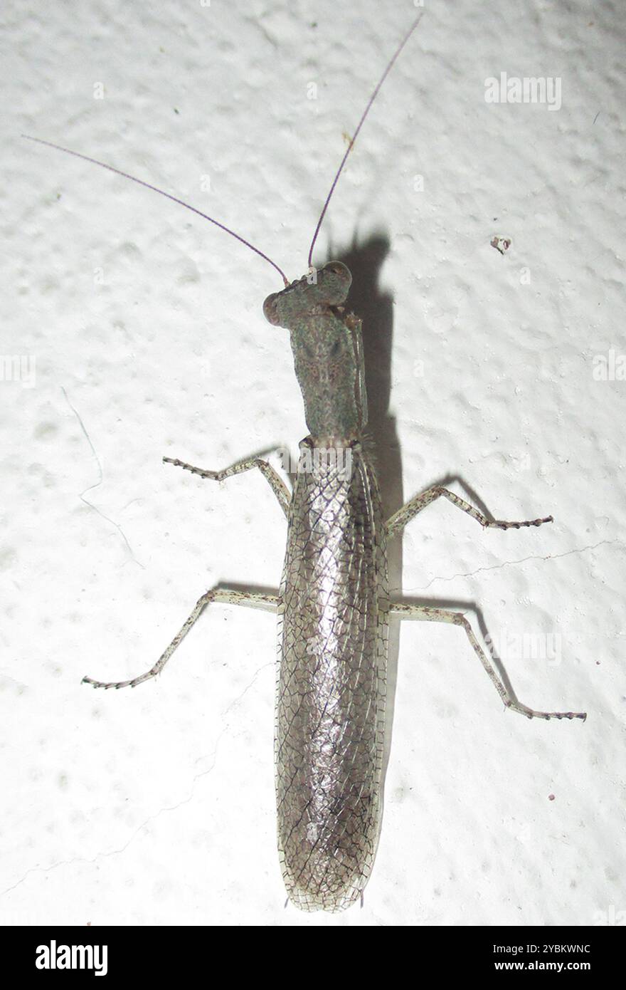 Bark Mantises (Tarachodes) Insecta Stock Photo - Alamy