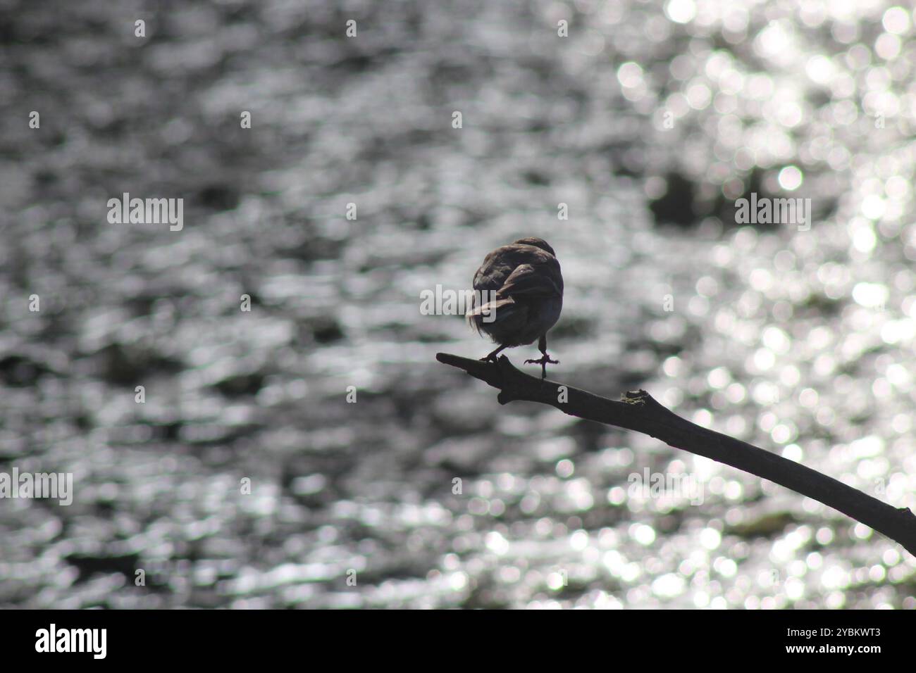 Common Cape Wagtail (Motacilla capensis capensis) Aves Stock Photo - Alamy