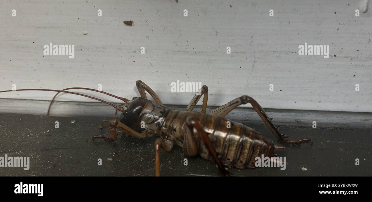 Auckland Tree Weta (Hemideina thoracica) Insecta Stock Photo - Alamy