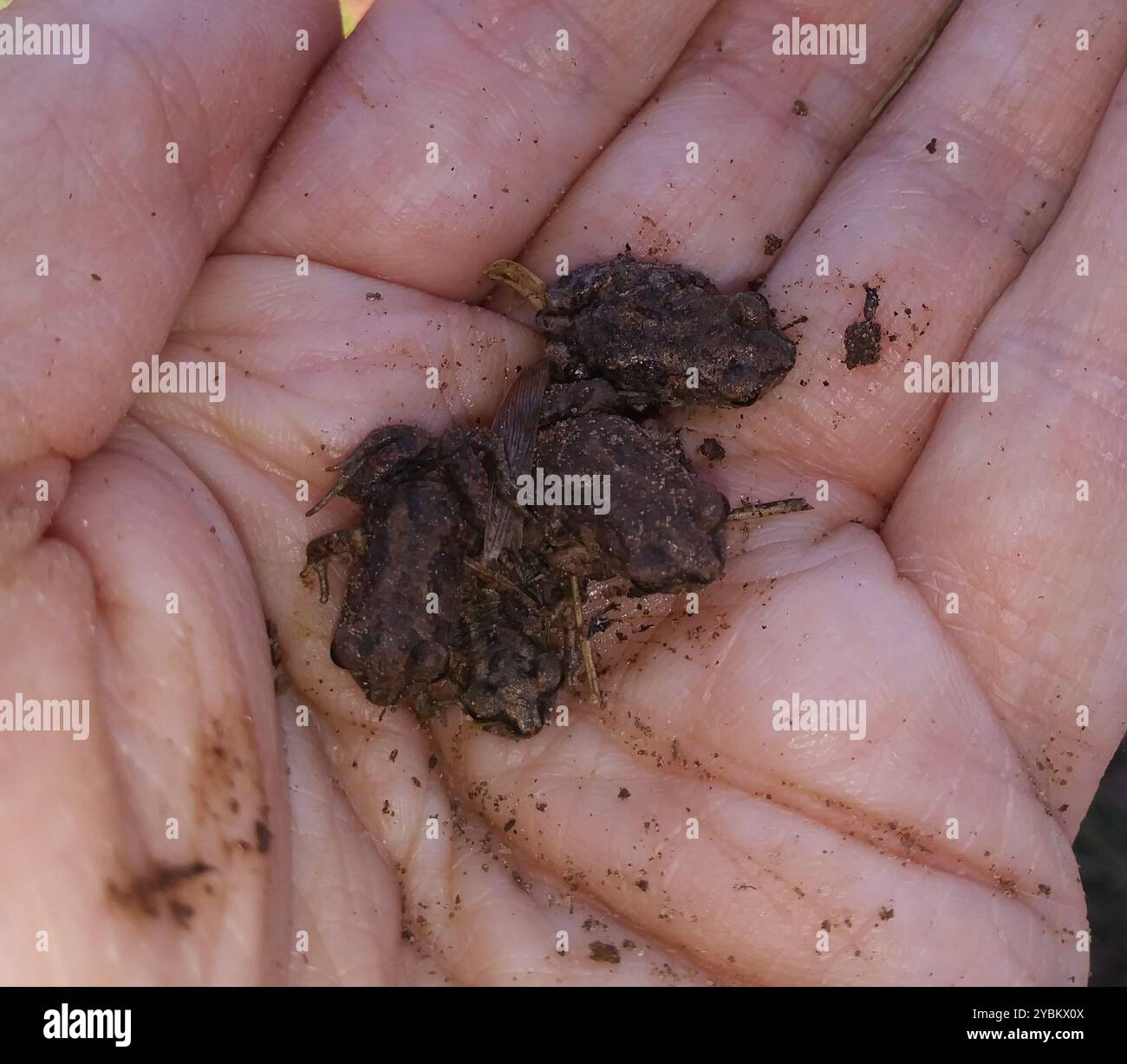 Eastern Spadefoot (Scaphiopus holbrookii) Amphibia Stock Photo - Alamy