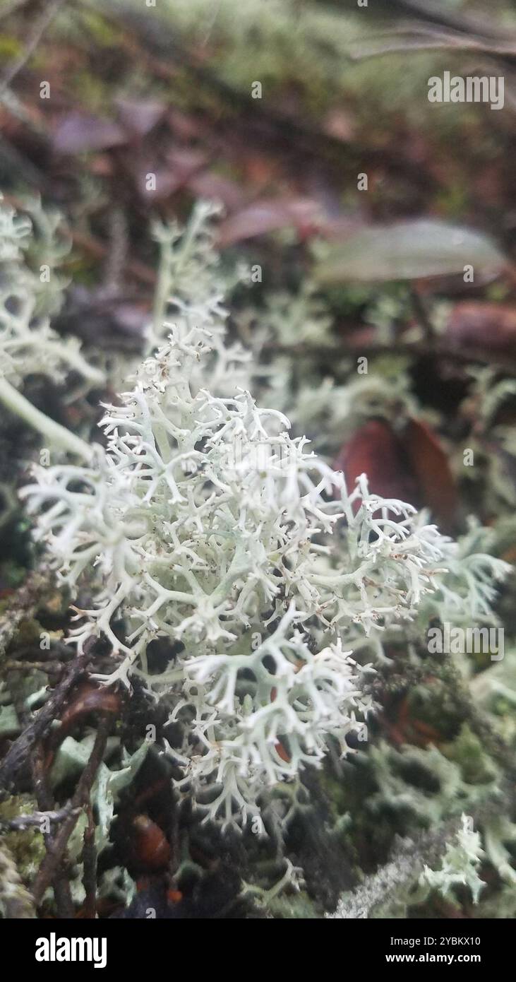 gray reindeer lichen (Cladonia rangiferina) Fungi Stock Photo - Alamy