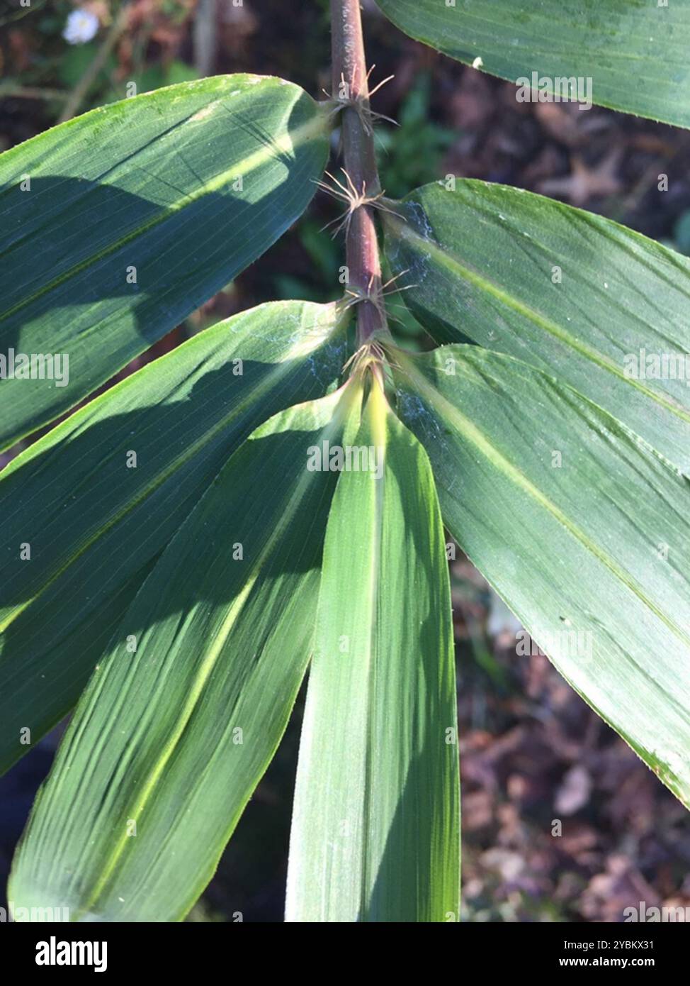 switch cane (Arundinaria tecta) Plantae Stock Photo - Alamy
