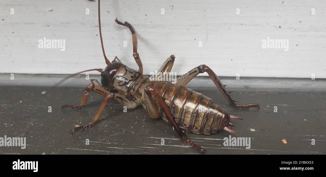 Auckland Tree Weta (Hemideina thoracica) Insecta Stock Photo - Alamy