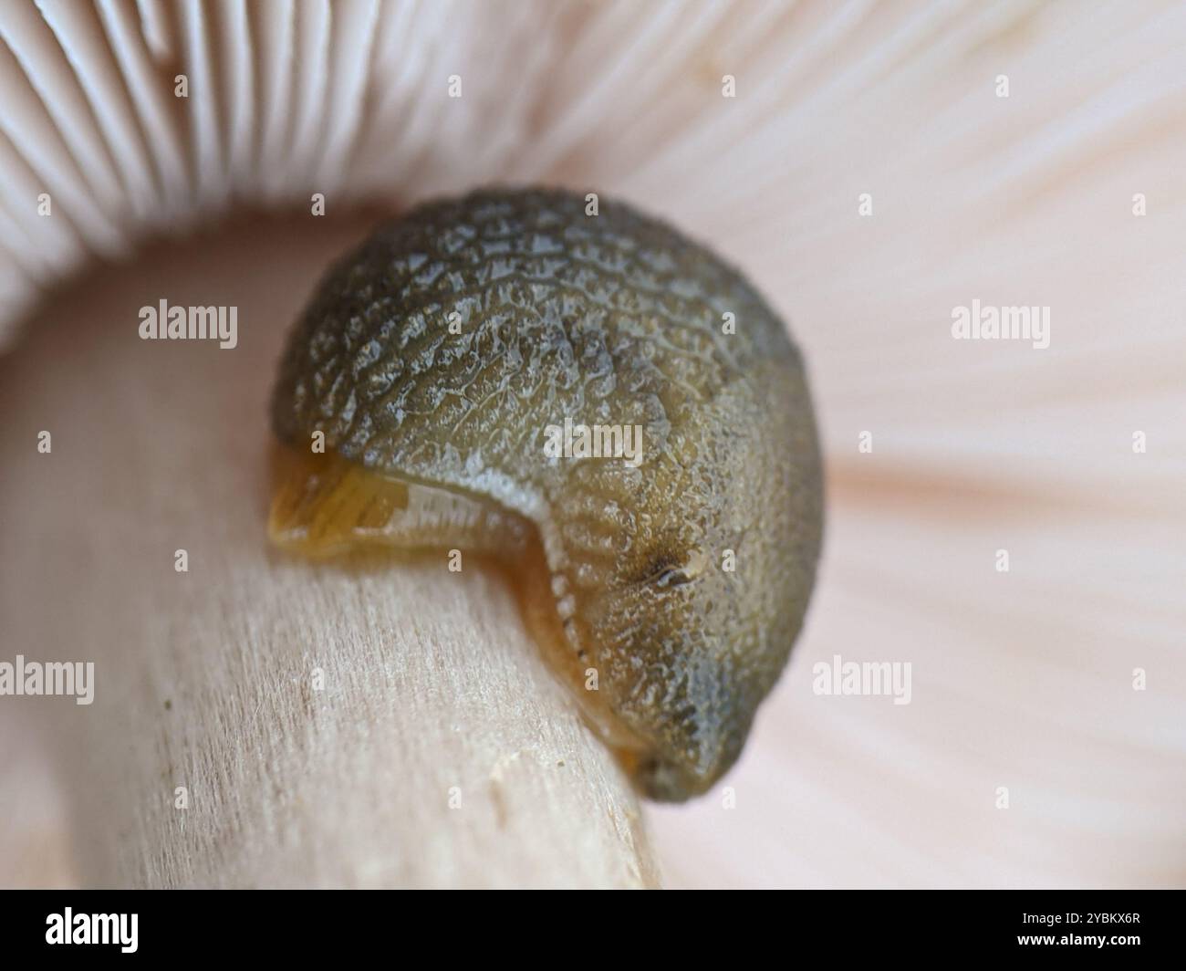 Hedgehog Slug (Arion intermedius) Mollusca Stock Photo - Alamy