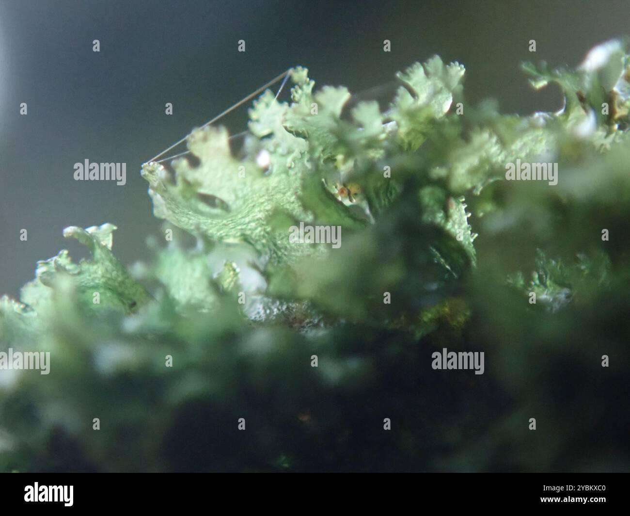 Tattered Jellyskin Lichen (Scytinium lichenoides) Fungi Stock Photo - Alamy