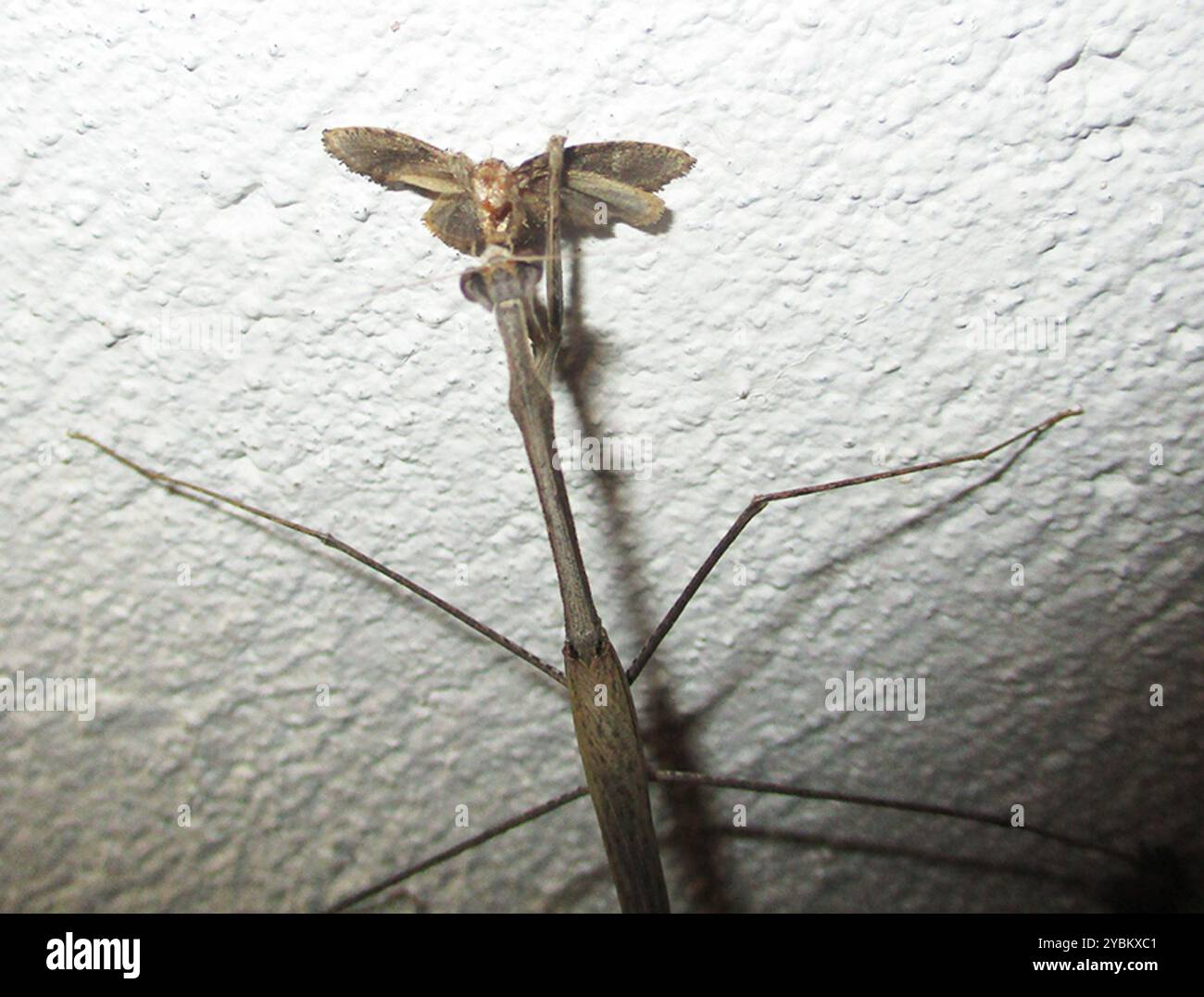 African Stick Mantises (Hoplocorypha) Insecta Stock Photo - Alamy