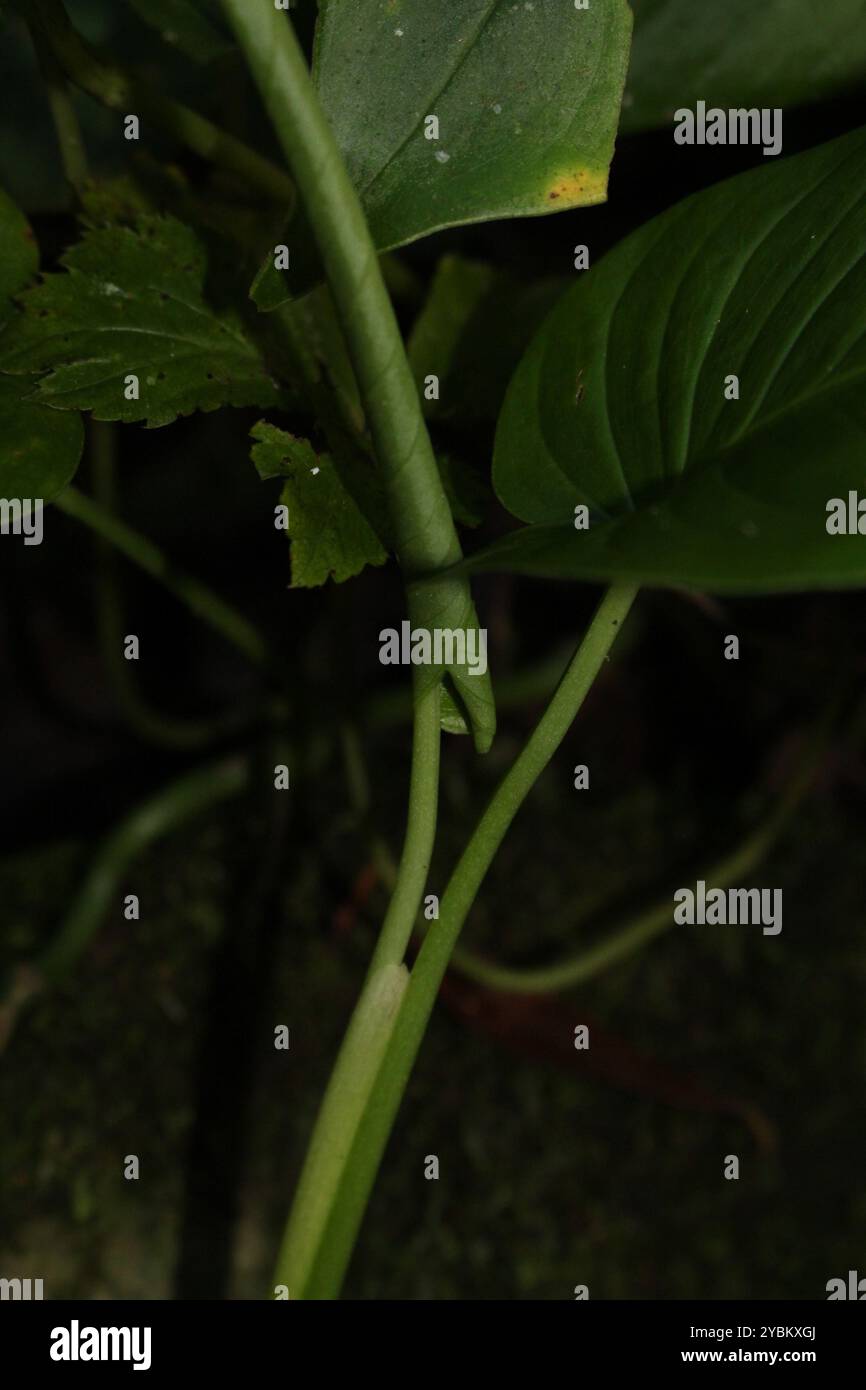 (Monstera wilsoniensis) Plantae Stock Photo - Alamy