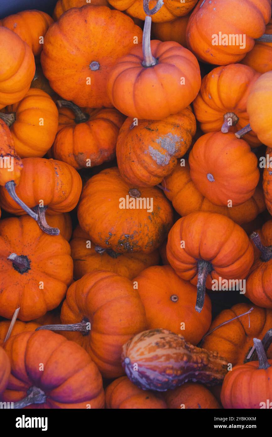 A collection of small pumpkins bunched up together Stock Photo - Alamy