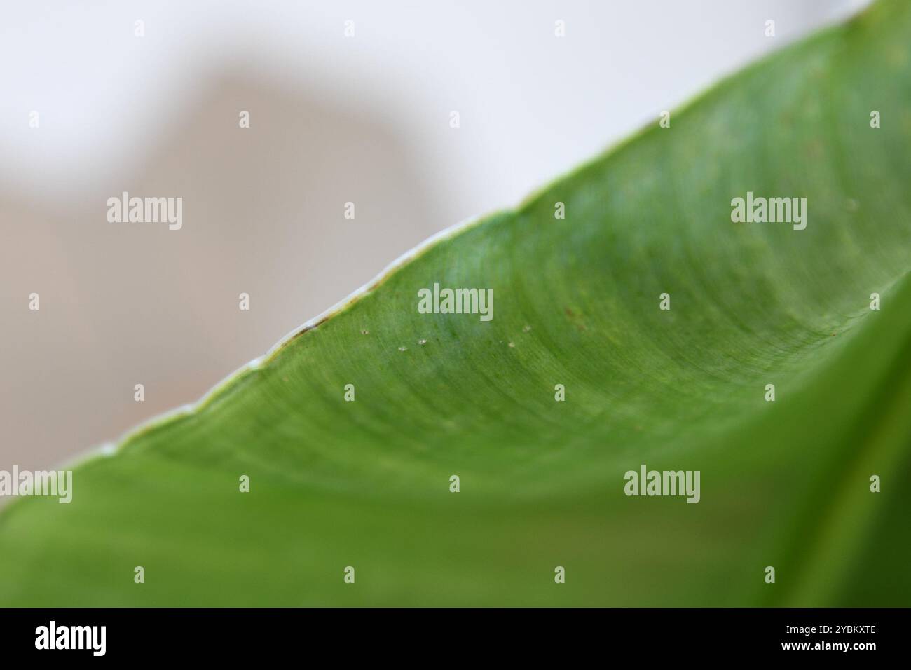 Spidermites, a common houseplant pest, on a green banana plant leaf ...