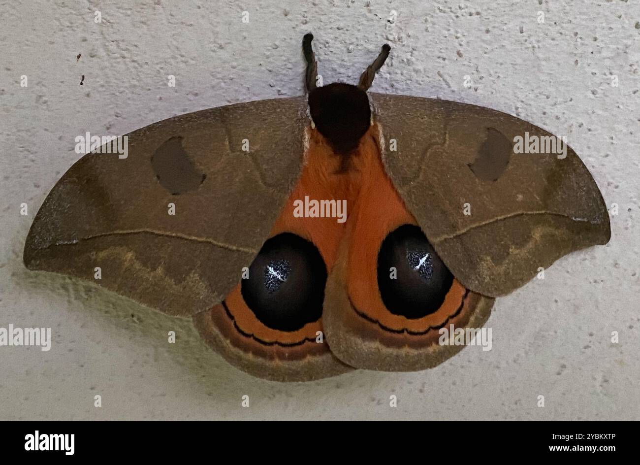 (Automeris illustris) Insecta Stock Photo - Alamy