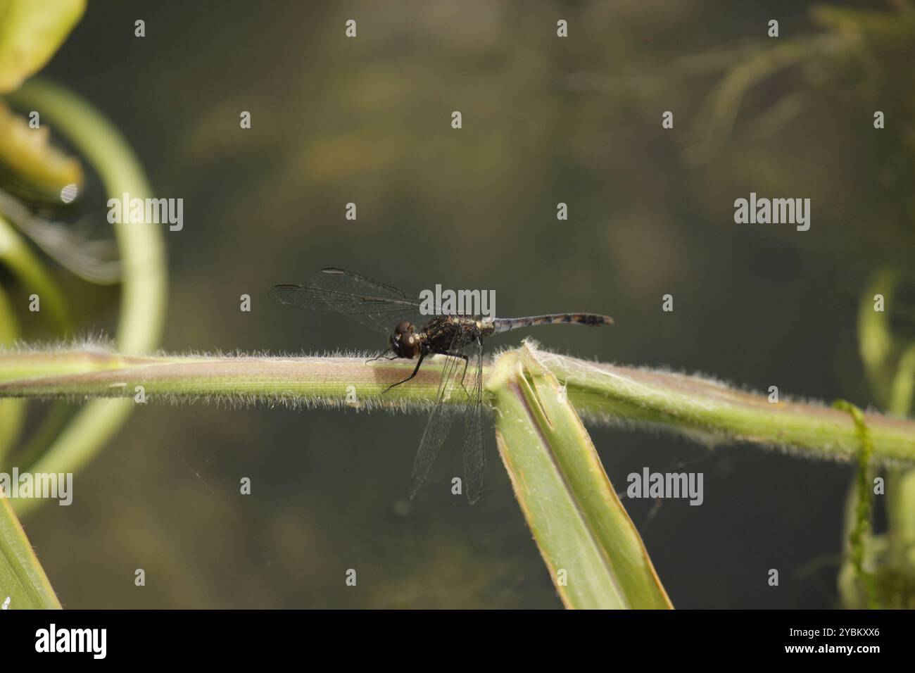 (Erythrodiplax cleopatra) Insecta Stock Photo - Alamy