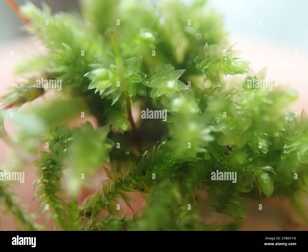 Elegant Beaked Moss (Eurhynchiastrum pulchellum) Plantae Stock Photo ...