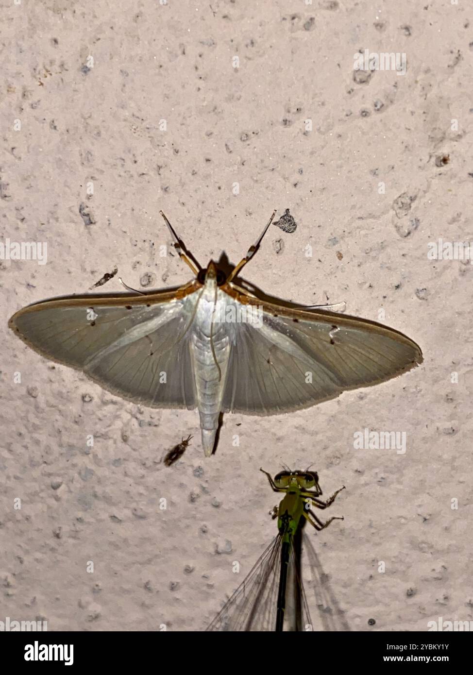 Four-spotted Palpita Moth (Palpita quadristigmalis) Insecta Stock Photo ...