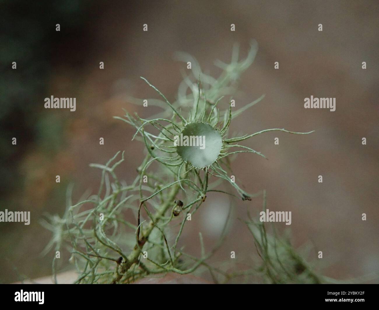 Arizona Beard Lichen (Usnea intermedia) Fungi Stock Photo - Alamy