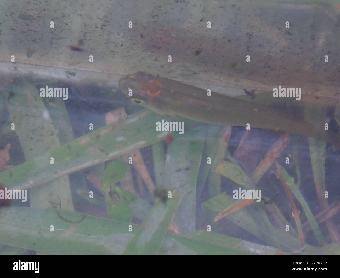 Golden Topminnow (Fundulus chrysotus) Actinopterygii Stock Photo - Alamy