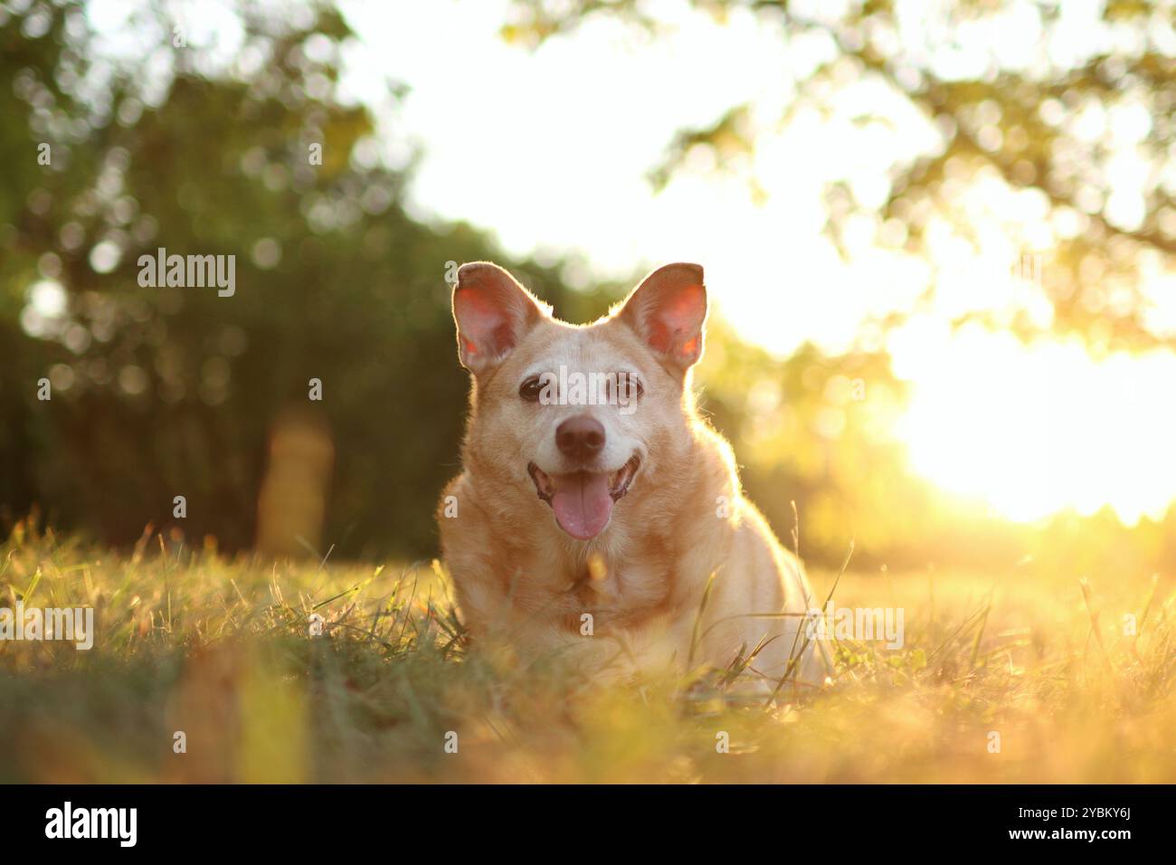old adopted crossbreed dog posing at sunset in the park at autumn. She ...
