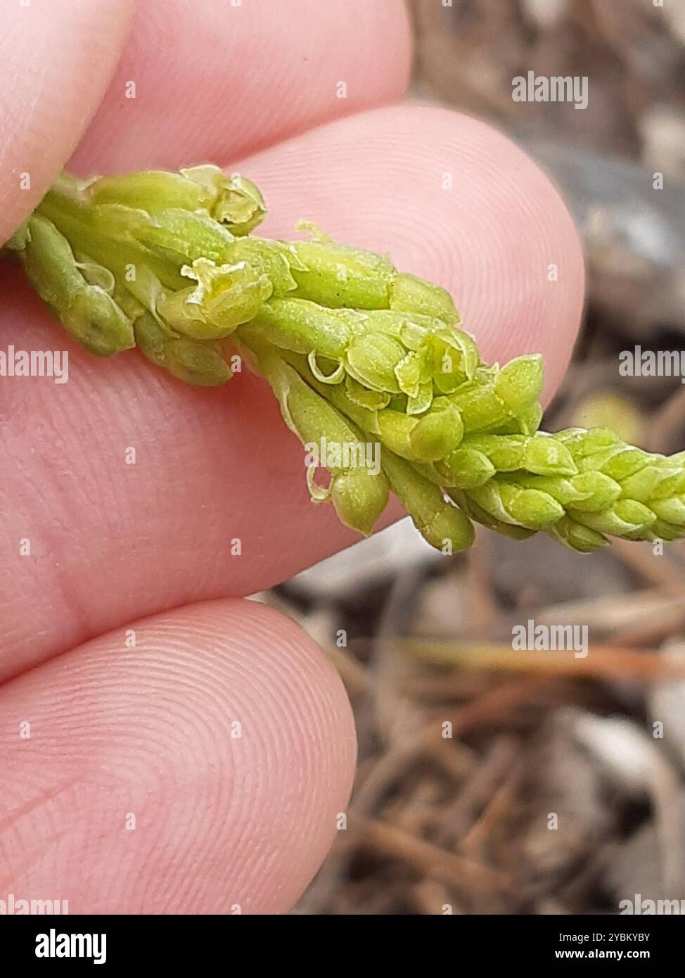 common onion-orchid (Microtis unifolia) Plantae Stock Photo - Alamy
