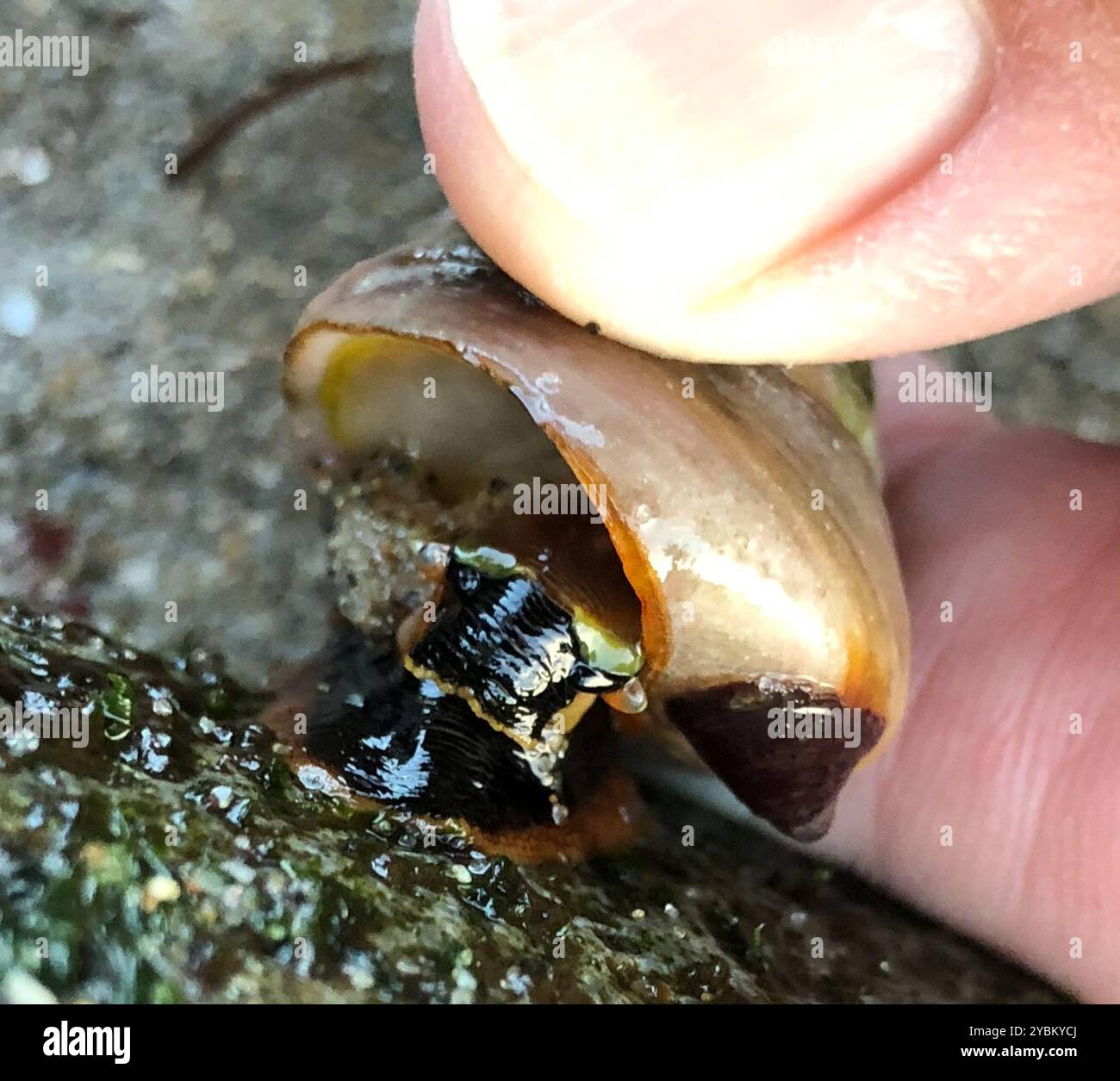 Tegula brunnea hi-res stock photography and images - Alamy