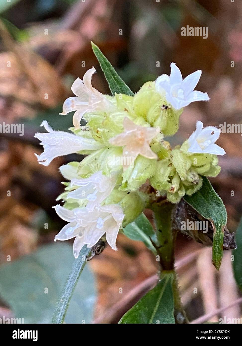 vascular plants (Tracheophyta) Plantae Stock Photo - Alamy