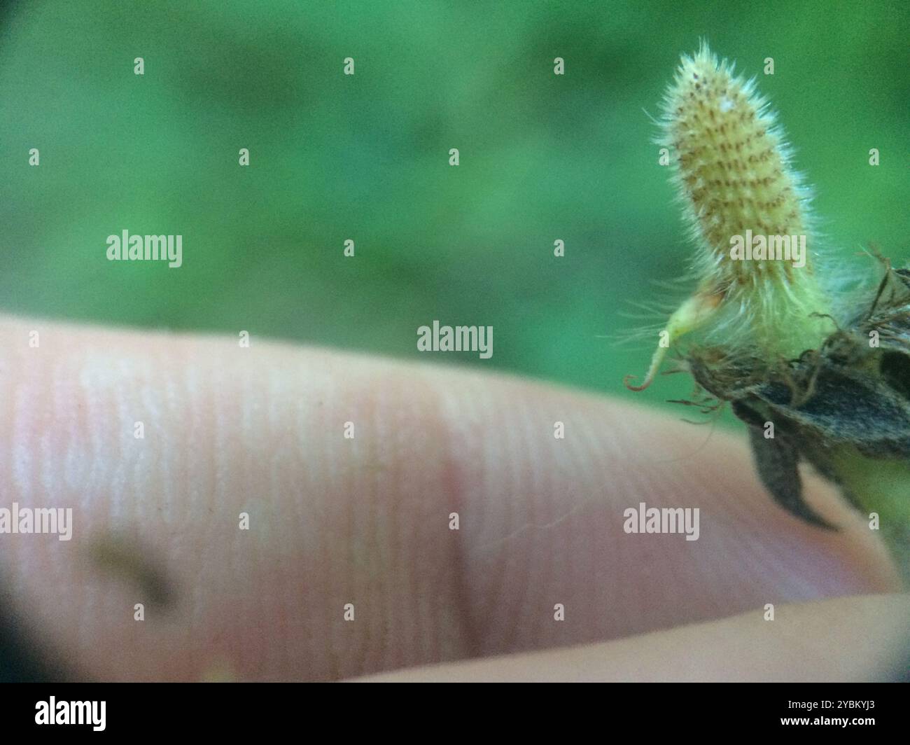 Yellow Avens (Geum aleppicum) Plantae Stock Photo - Alamy