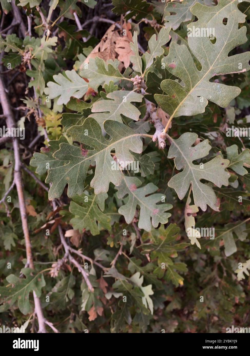 valley oak (Quercus lobata) Plantae Stock Photo - Alamy