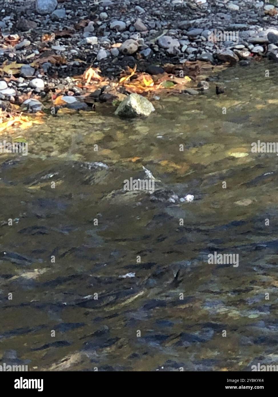 Pacific Salmons and Trouts (Oncorhynchus) Actinopterygii Stock Photo ...