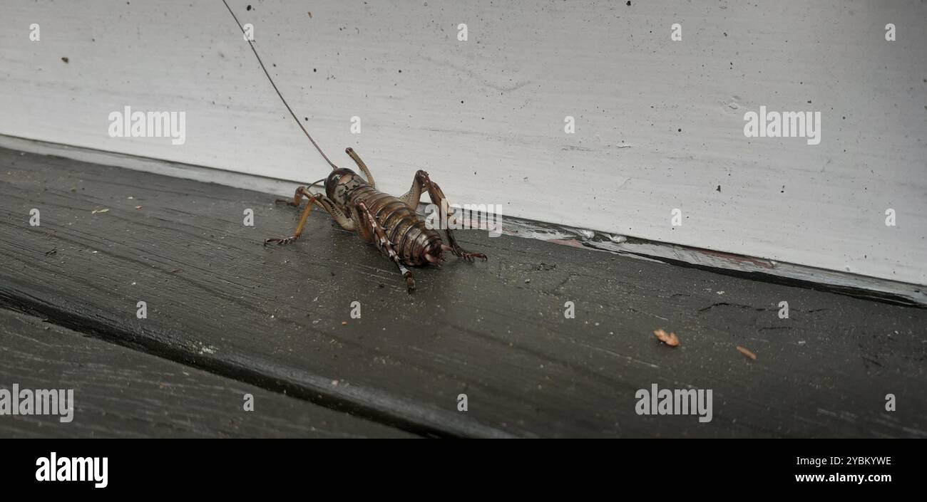 Auckland Tree Weta (Hemideina thoracica) Insecta Stock Photo - Alamy