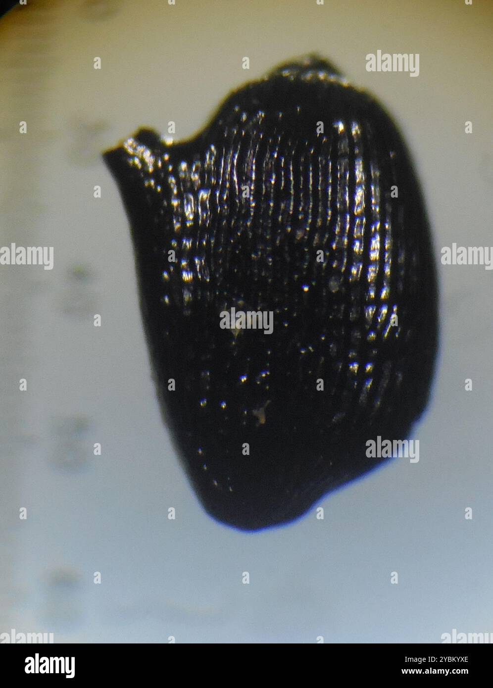 Curculigo hi-res stock photography and images - Alamy