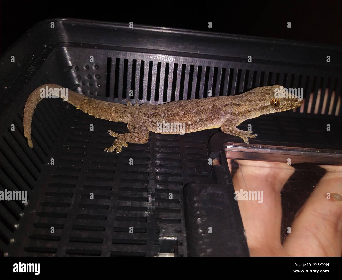 The indo pacific gecko hi-res stock photography and images - Alamy