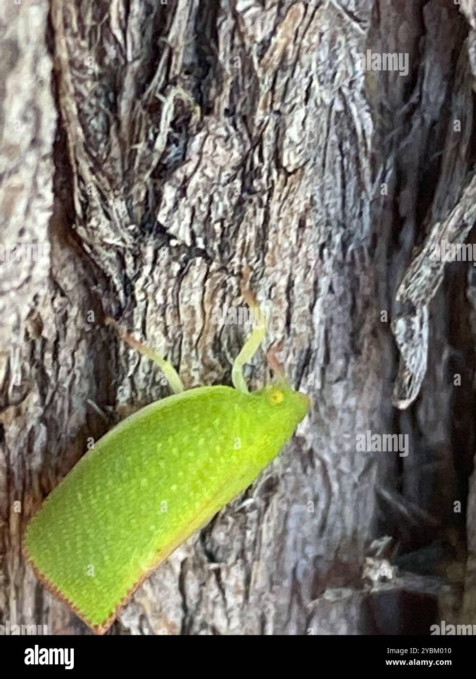 Torpedo Bug (Siphanta acuta) Insecta Stock Photo - Alamy