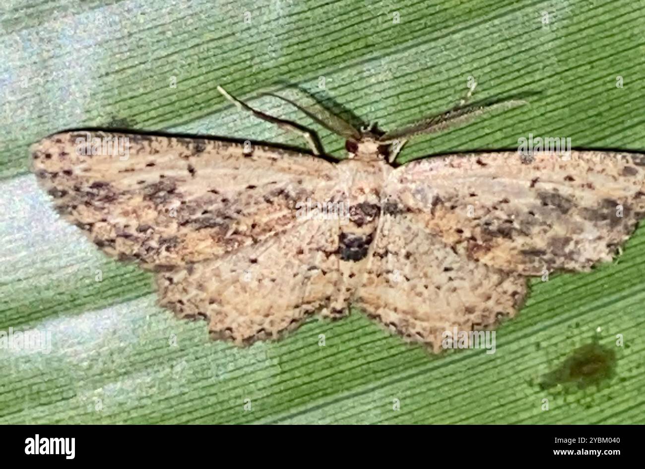 Geometer Moths (Geometridae) Insecta Stock Photo - Alamy