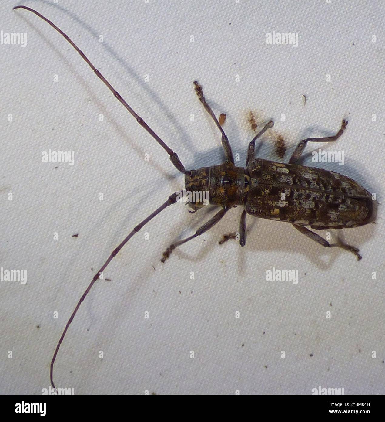 Monochamus titillator hi-res stock photography and images - Alamy