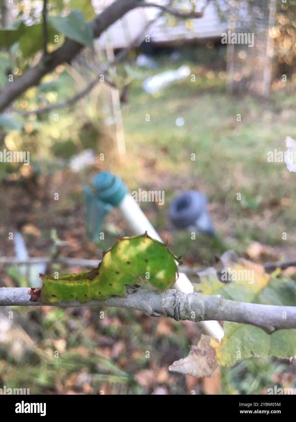 Clear Dagger (Acronicta clarescens) Insecta Stock Photo - Alamy