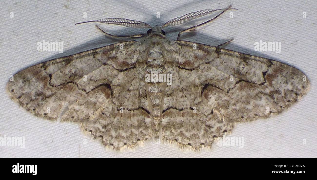 Brown-shaded Gray (Iridopsis defectaria) Insecta Stock Photo - Alamy