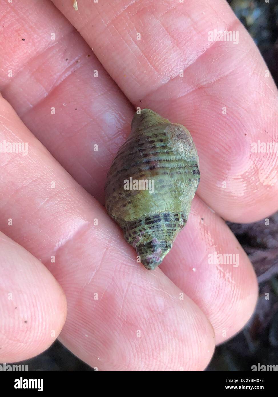 Angular Unicorn (Acanthinucella spirata) Mollusca Stock Photo - Alamy