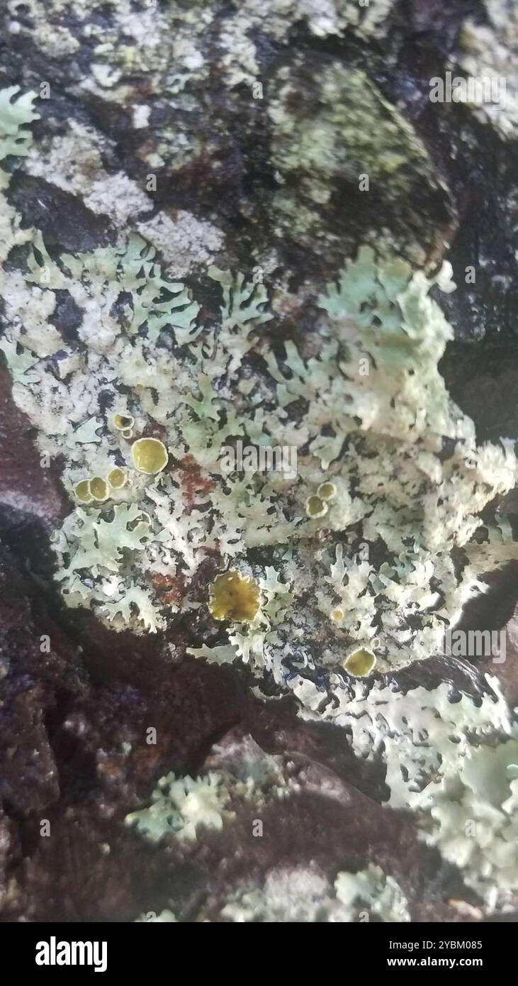 typical shield lichens (Parmelioideae) Fungi Stock Photo - Alamy