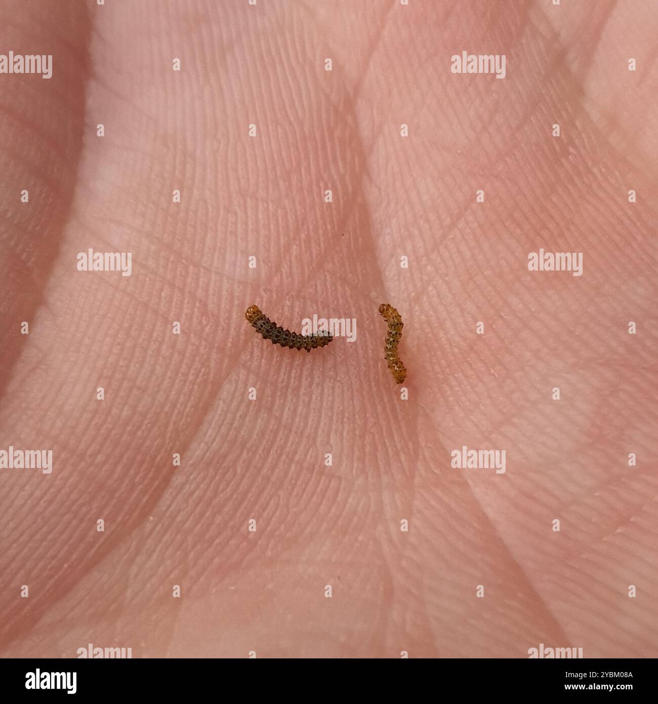 Australian Grapevine Moth (Phalaenoides glycinae) Insecta Stock Photo ...