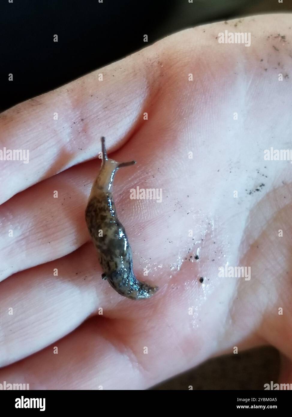 Milky Slug (Deroceras reticulatum) Mollusca Stock Photo - Alamy