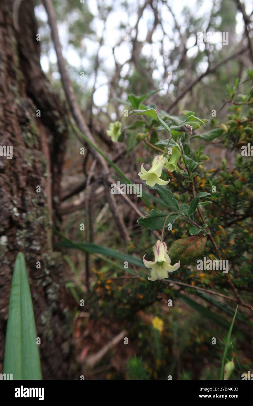 Common Apple-berry (Billardiera mutabilis) Plantae Stock Photo - Alamy