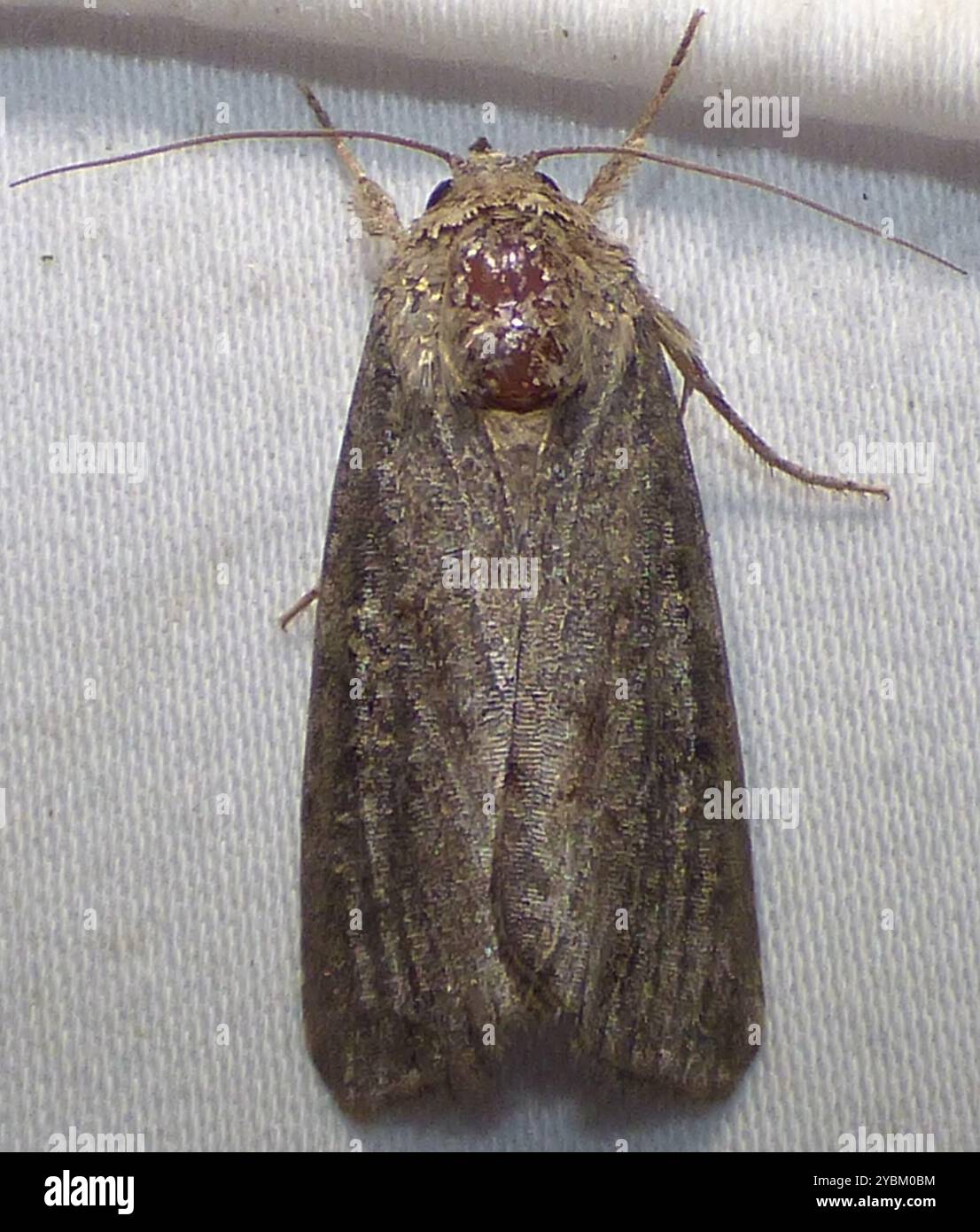 Fall Armyworm Moth (Spodoptera frugiperda) Insecta Stock Photo - Alamy