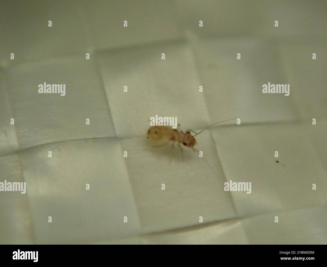 Barklice, Booklice, and Parasitic Lice (Psocodea) Insecta Stock Photo ...