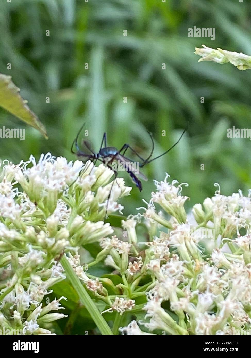 Elephant Mosquitoes (Toxorhynchites) Insecta Stock Photo - Alamy