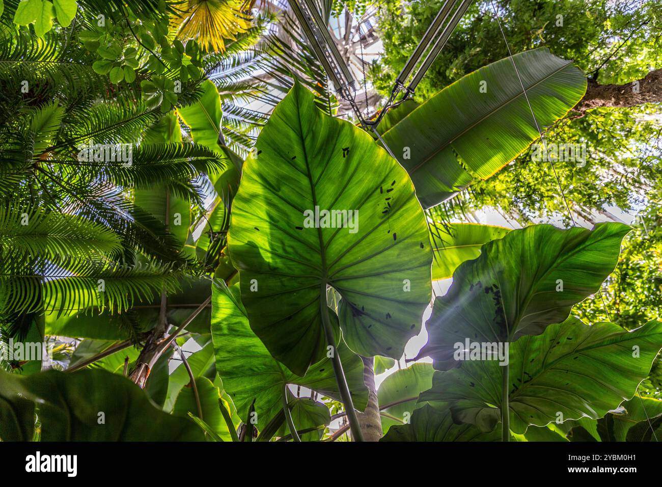 Lush foliage and tropical leaves backlit in a large botanical ...