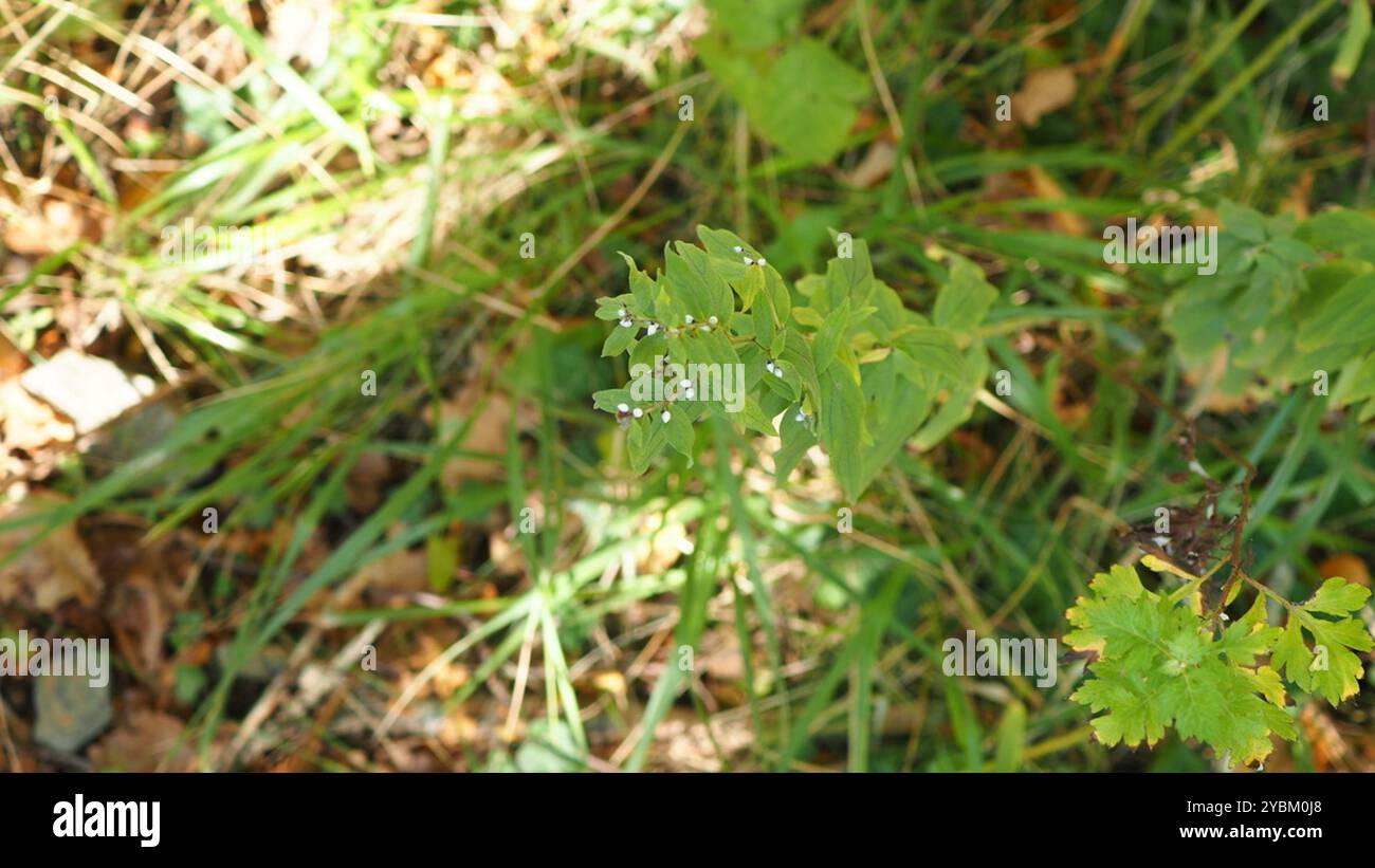 Common Gromwell (Lithospermum officinale) Plantae Stock Photo - Alamy