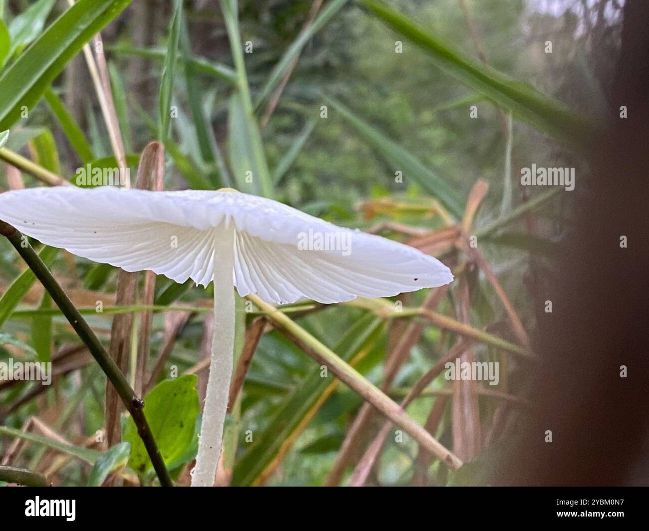 Fragile Dapperling (Leucocoprinus fragilissimus) Fungi Stock Photo - Alamy
